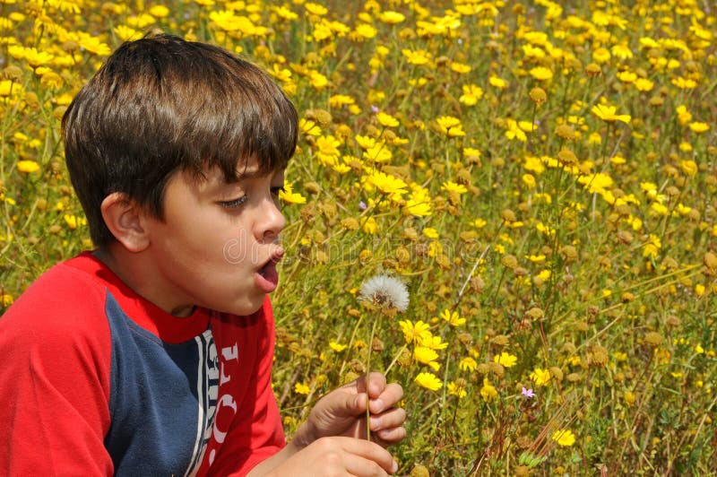 Child blowing a dandelion stock image. Image of outdoors - 8904511