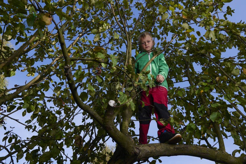 Child Boy on Apple Tree Climbing. Stock Image - Image of climb ...