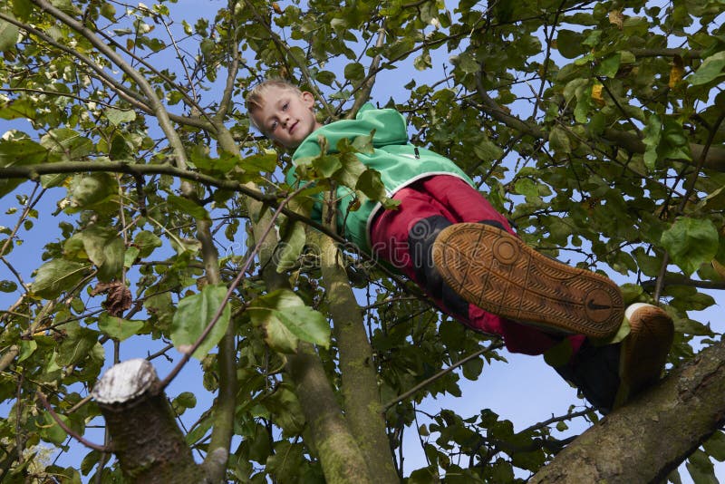 Child Boy on Apple Tree Climbing. Stock Image - Image of handsome ...