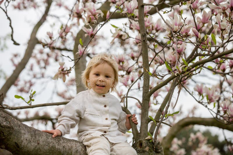 Child, Boy in Spring Park with Blooming Magnolia Trees Stock Image ...