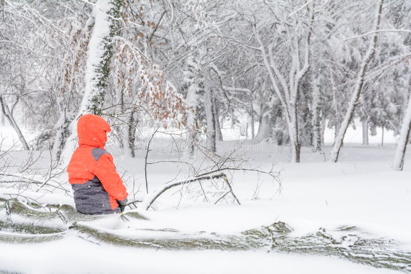 Broke Down Tree on the Severity of Fallen Snow. Child Pointing Stock ...