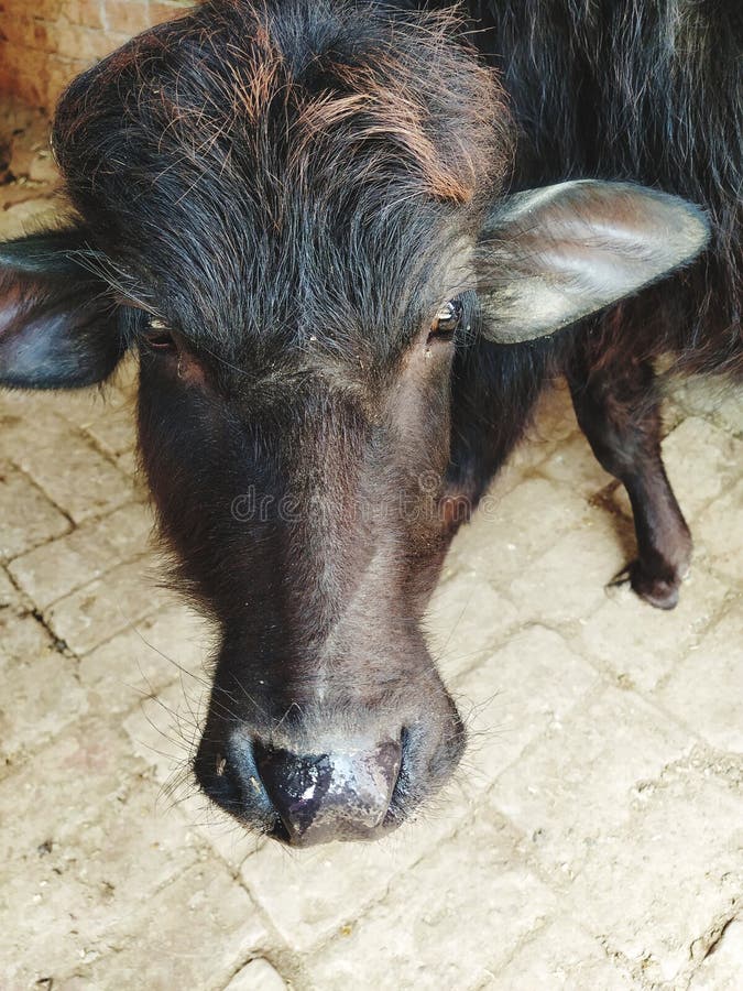 Child of Buffalo stock image. Image of looking, child - 171070219