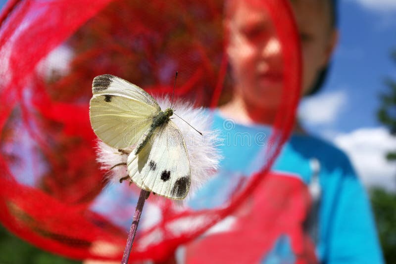 Child and Butterfly. Boy Catches a Butterfly with a Butterfly Net ...