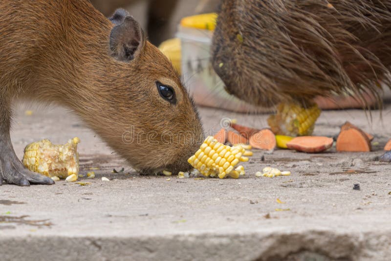 Child Capybara (Hydrochoerus Hydrochaeris). Stock Photo - Image of ...