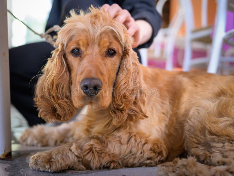 Child Caressing a Spaniel Dog Lying on a Terrace Stock Photo - Image of ...
