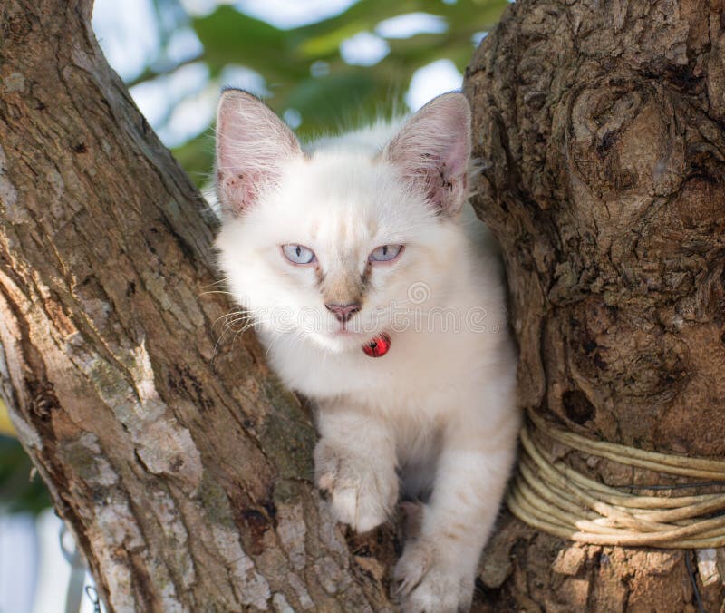 Child cat blue eye on tree stock image. Image of animal - 45599869