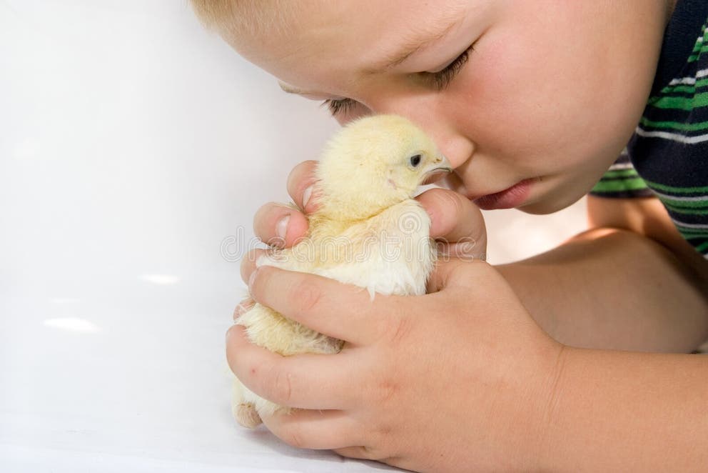 Child and chicken stock image. Image of yellow, bird, baby - 4346905