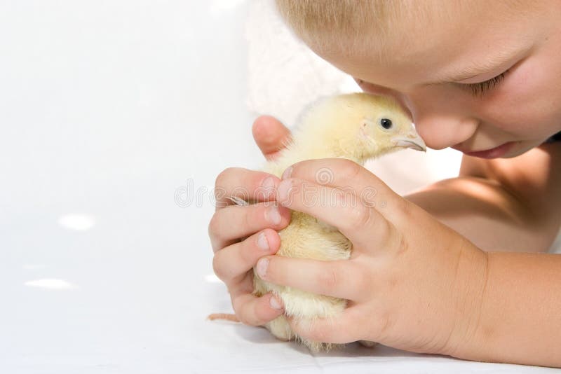 Child and chicken stock image. Image of yellow, bird, baby - 4346905