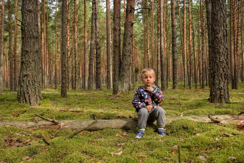 A Child in a Coniferous Forest, a Pine Forest, a Child among Tree ...