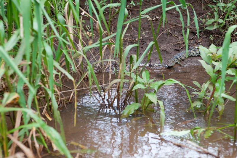 A child crocodile stock image. Image of creature, biology - 13108613