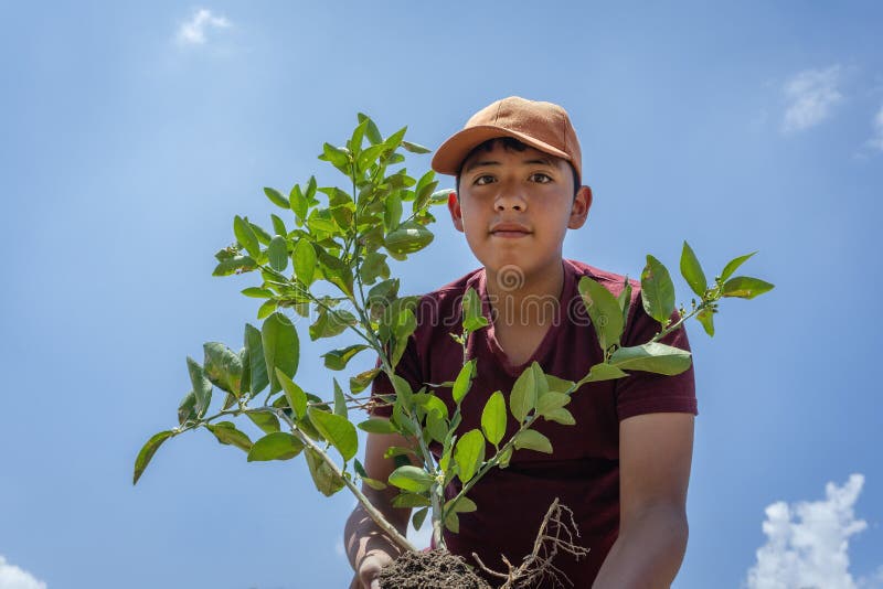 Planting a Small Tree in the Ground Stock Image - Image of shovel ...