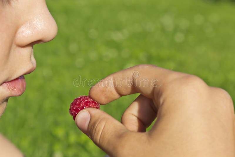 Child eats raspberries stock image. Image of summer, eats - 32577755