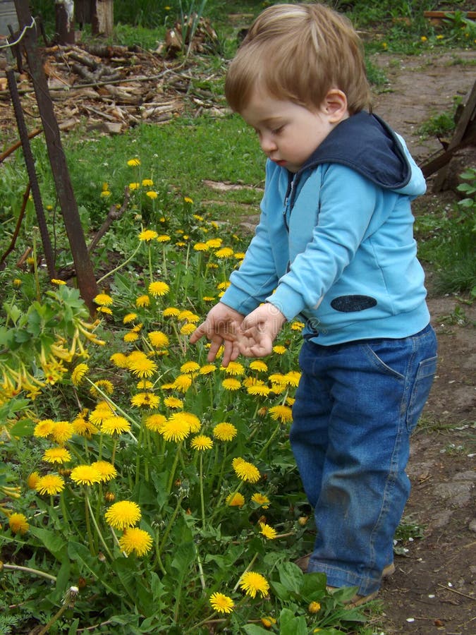 A Child Examines a Bee on a Flower Stock Image - Image of blooming ...