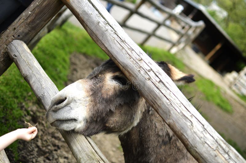 Child feeding donkey stock photo. Image of mammal, animal - 24758232