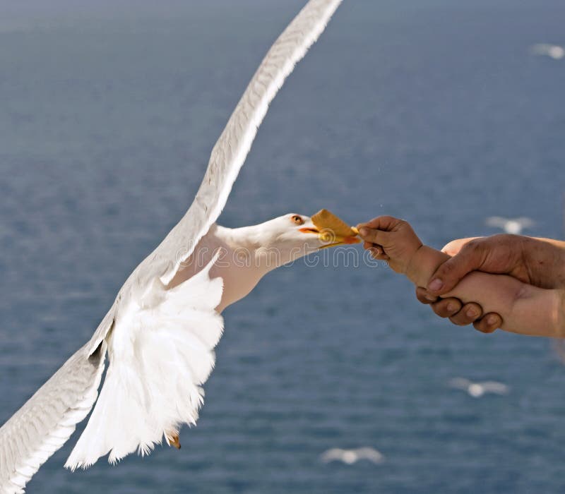 Child Feeding Gull Picture. Image: 18115676