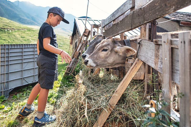 A Child Feeds Grass To Cows Stock Photo - Image of nature, recreation ...