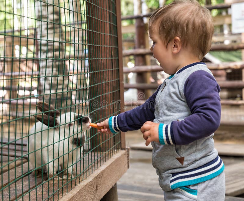 Child feeds the rabbit stock image. Image of feeds, cute - 96988363