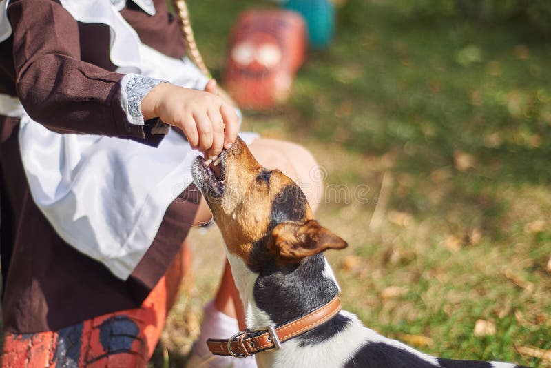 Child Feeds a Small Dog. Puppy with Fangs. Stock Image - Image of mouth ...