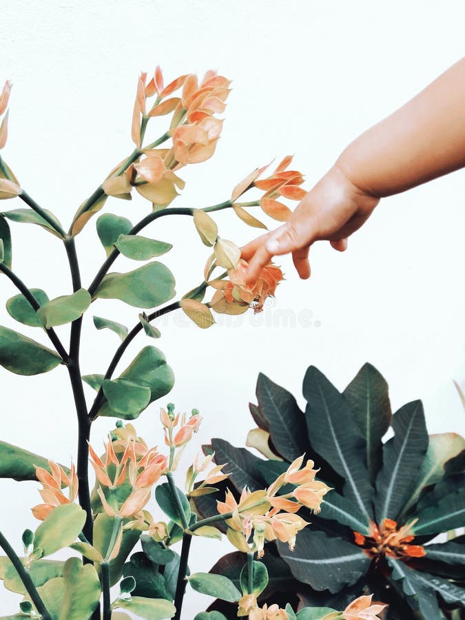 Child finger touch flower. stock photo. Image of touching - 204096982