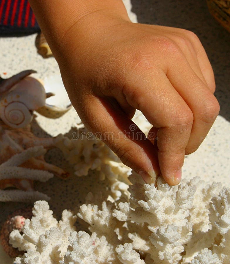 Child Fingers Touching Corals Stock Image - Image of action, risks: 184815