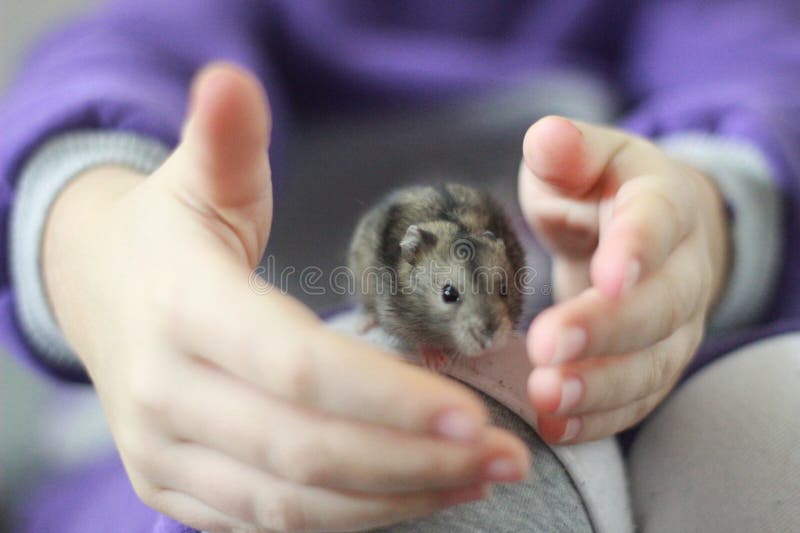 Child Gently Reaching Out To a Hamster during Playtime at Home in a ...