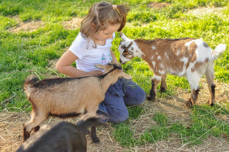 Baby Goats Heads stock image. Image of heads, goats, approach - 35105235