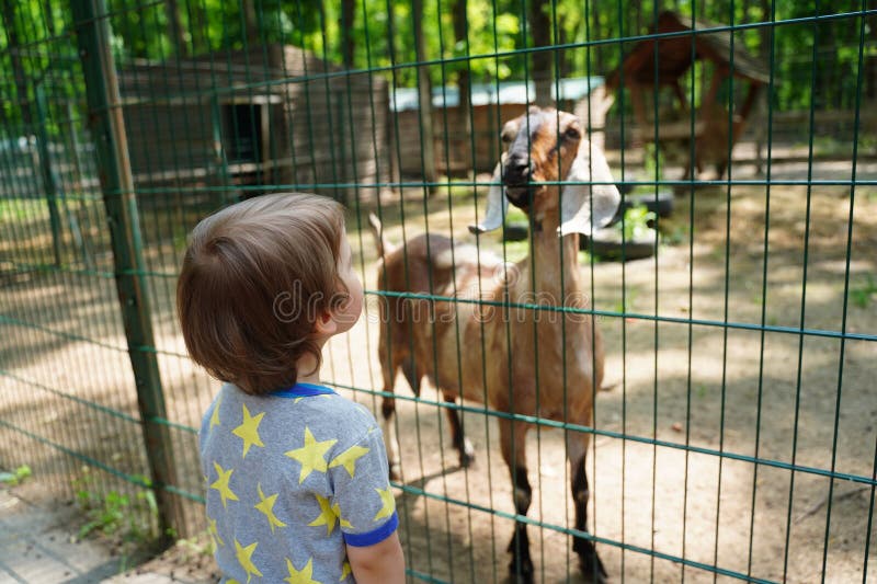 A Child and a Goat in the Zoo are Close-up, Rear View Stock Image ...