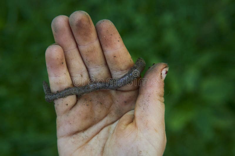 Image of Grub Worms in the Human Hand Stock Image - Image of grub ...