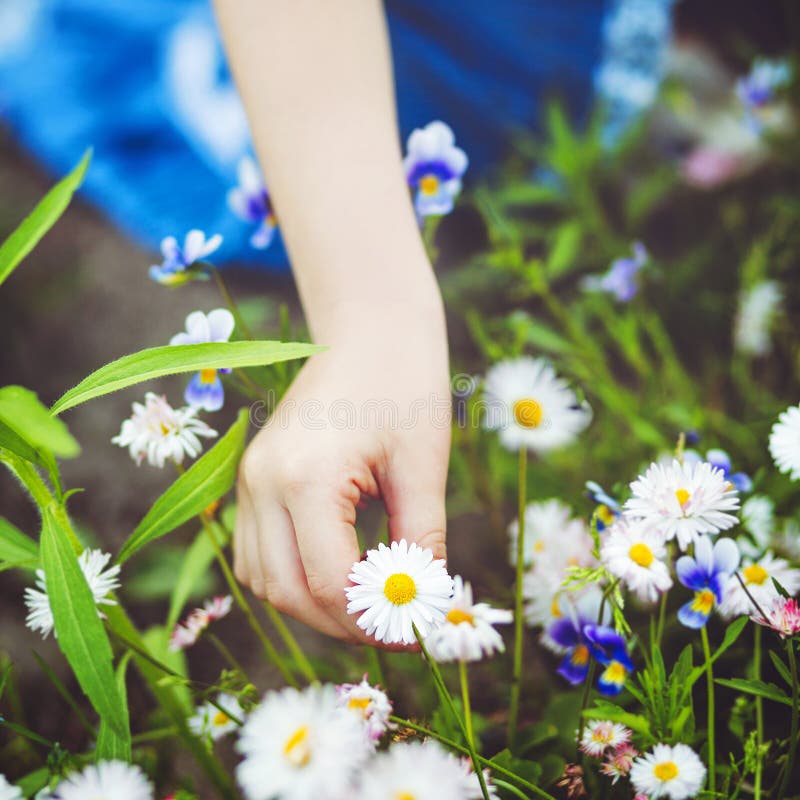 Child and Flowers stock photo. Image of summer, colorful - 433662