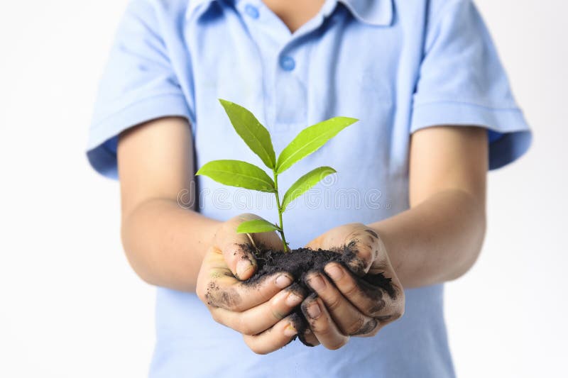 Child Hand Holding Litter Plant Stock Image - Image of give, seedling ...