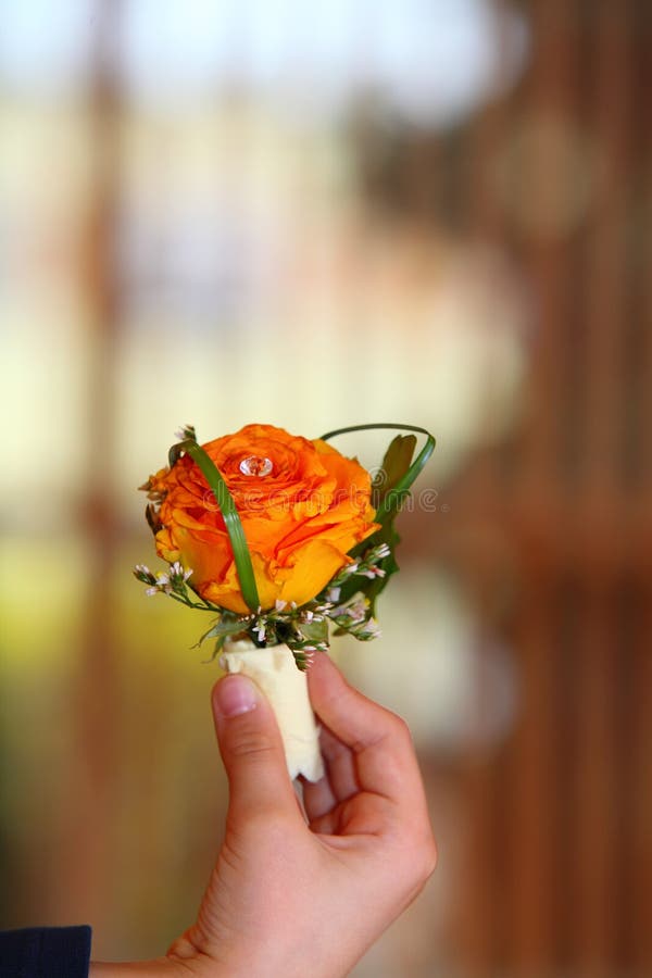 Child Hand Holding Orange Rose Stock Photo - Image of holiday, wedding ...