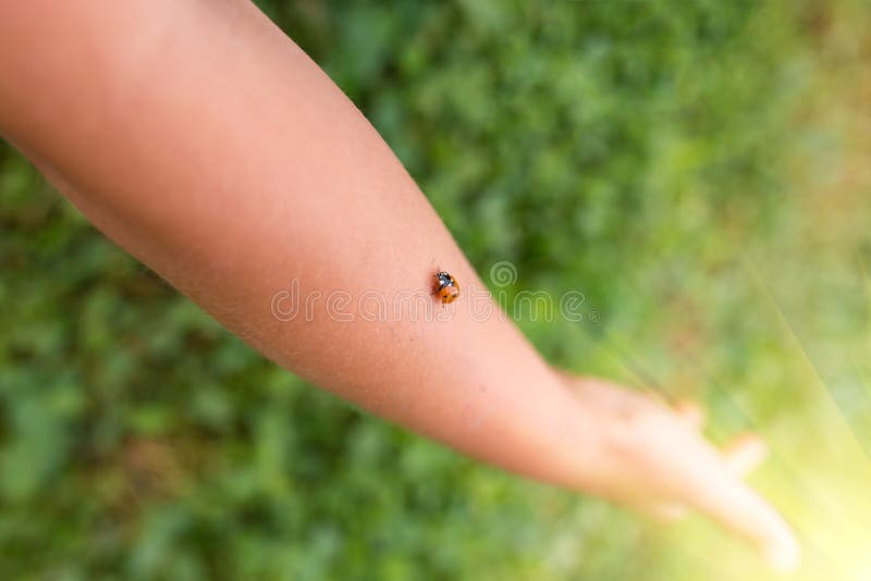 Lady Bug in Garden. Ladybug is Friend of Gardener Stock Image - Image ...