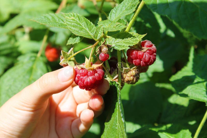 Raspberries in the Garden on the Branches of a Bush. Stock Photo ...