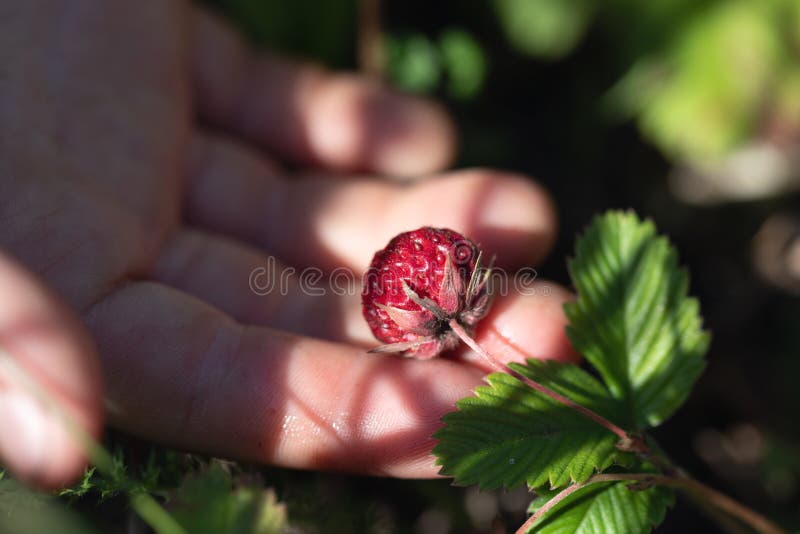 Child Hand Rips Wild Strawberry Berry in Forest Stock Image - Image of ...