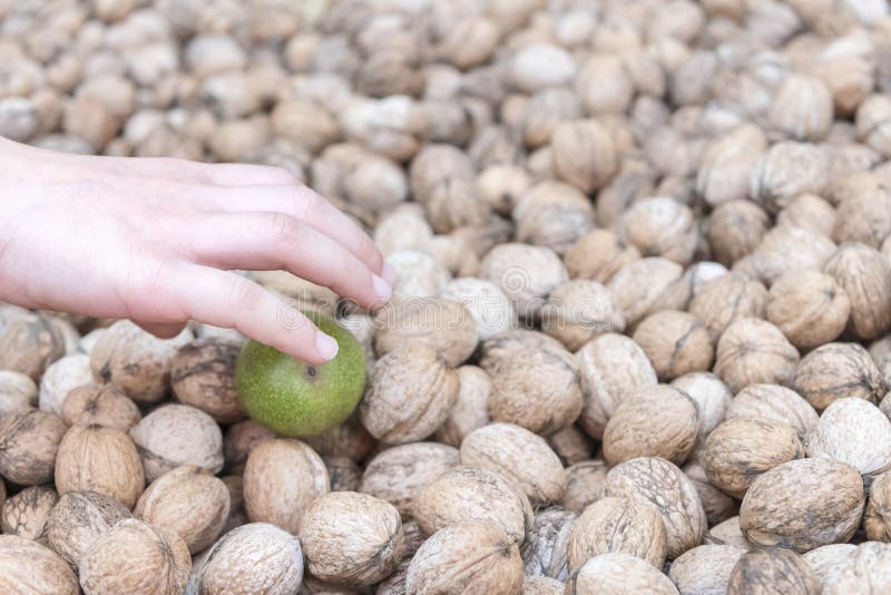 Child hand takes a walnut stock image. Image of eating - 130520275