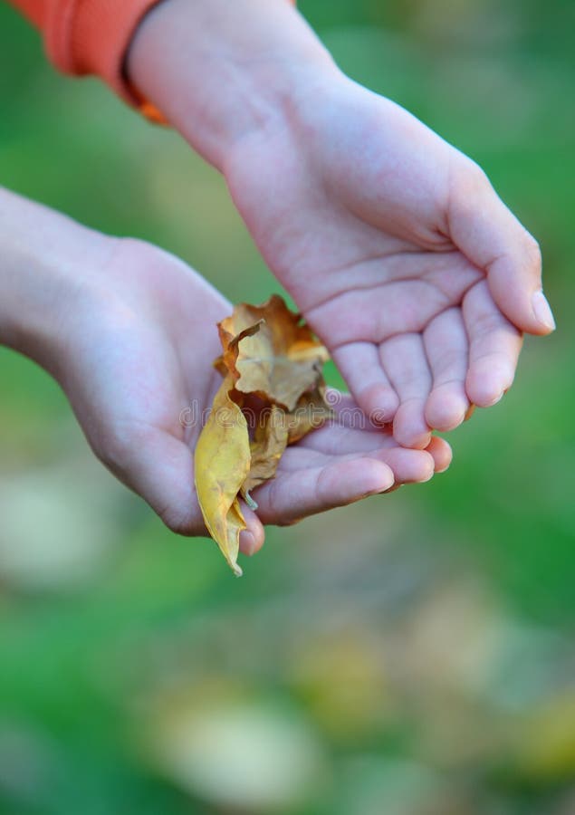 Child hands stock image. Image of sunlight, autumn, hands - 6786197