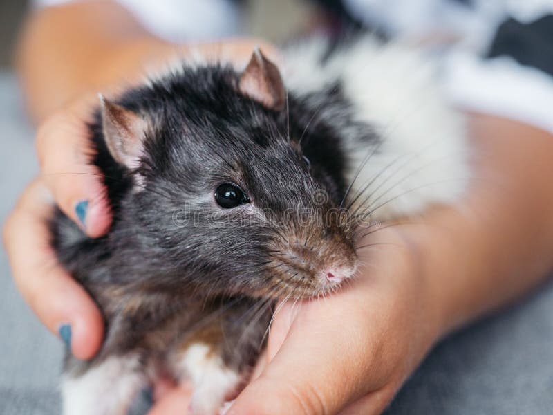 Child Hands Holding White and Black Rat Stock Photo - Image of small ...