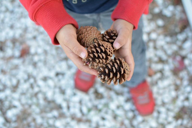 CHILD HANDS HOLDING PINE TREE DEFOCUSED BACKGROUND Stock Image - Image ...