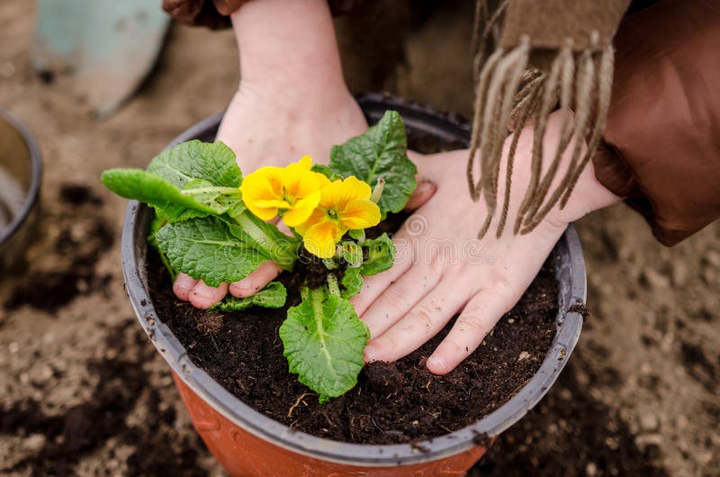Child Hands Planting Primula Stock Image - Image of drainage, annual ...