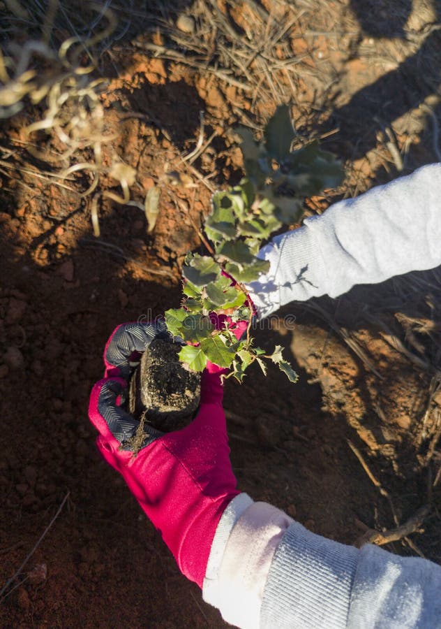 Child Hands Planting a Tree Rootball Stock Photo - Image of restocking ...