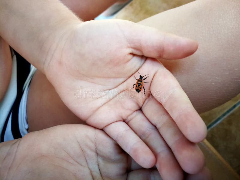 Child Hands with a Red Field Bug Stock Photo - Image of full, white ...
