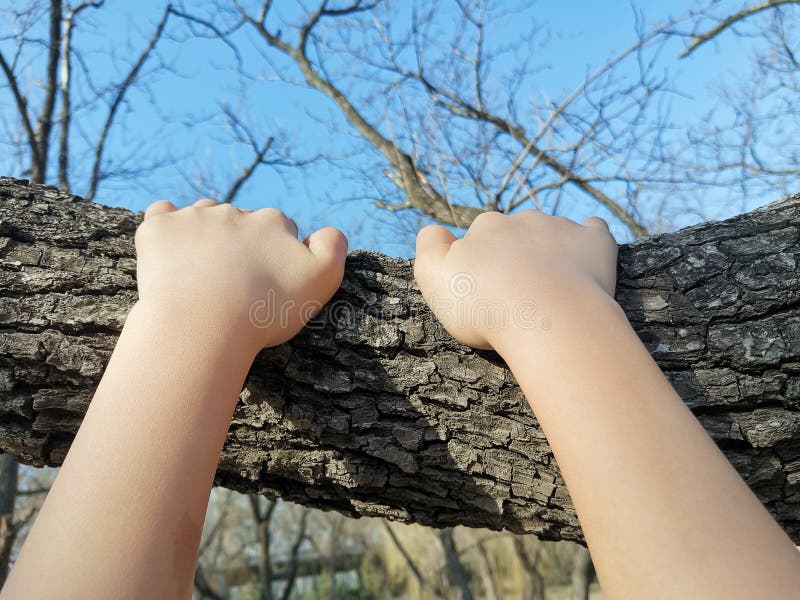 5,862 Scratch Tree Photos - Free & Royalty-Free Stock Photos from ...