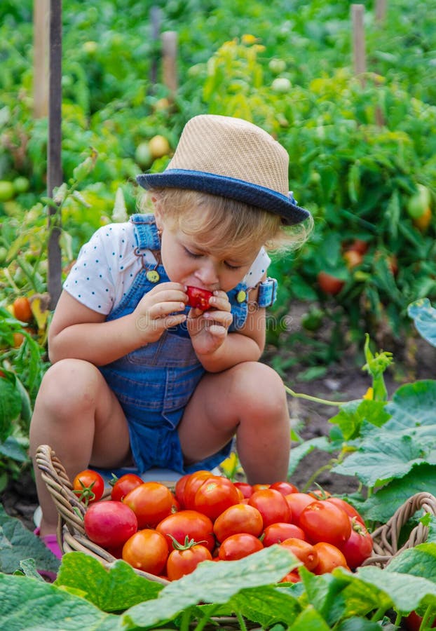 A Child is Harvesting Tomatoes in the Garden. Selective Focus Stock ...