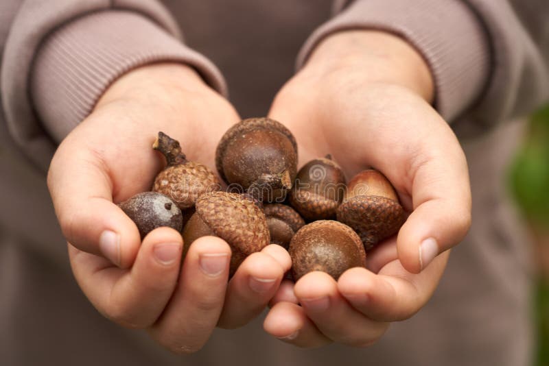 133 Acorn Hands Child Stock Photos - Free & Royalty-Free Stock Photos ...