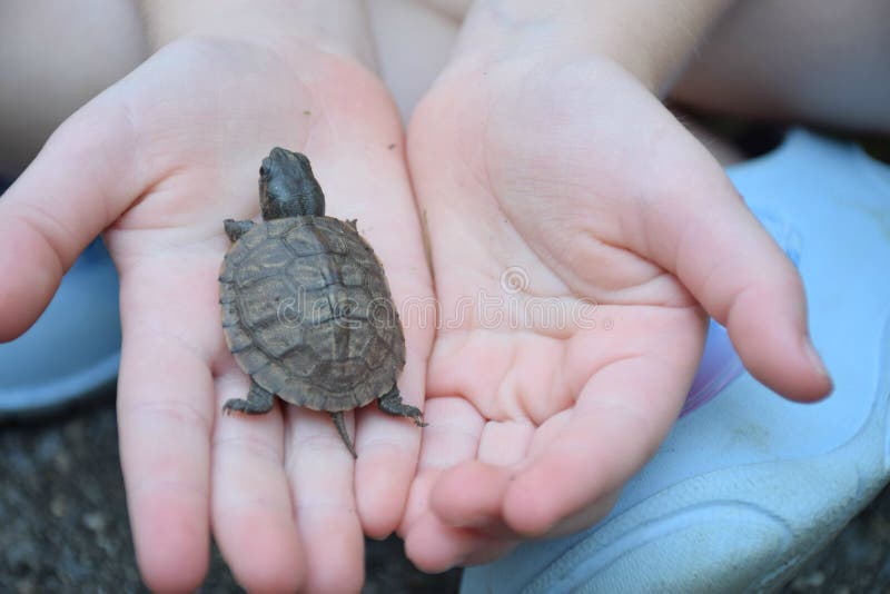 Child Holding Baby Turtle stock image. Image of turtle - 57104555