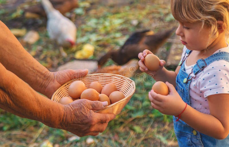 Child Holding Eggs on a Farm. Selective Focus Stock Photo - Image of ...