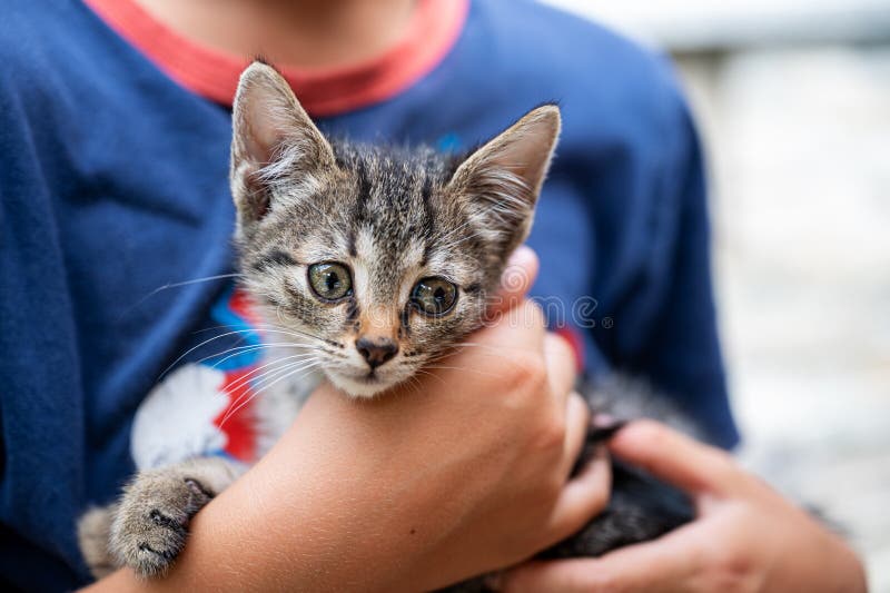 Child holding a kitten stock photo. Image of love, domestic - 250412686