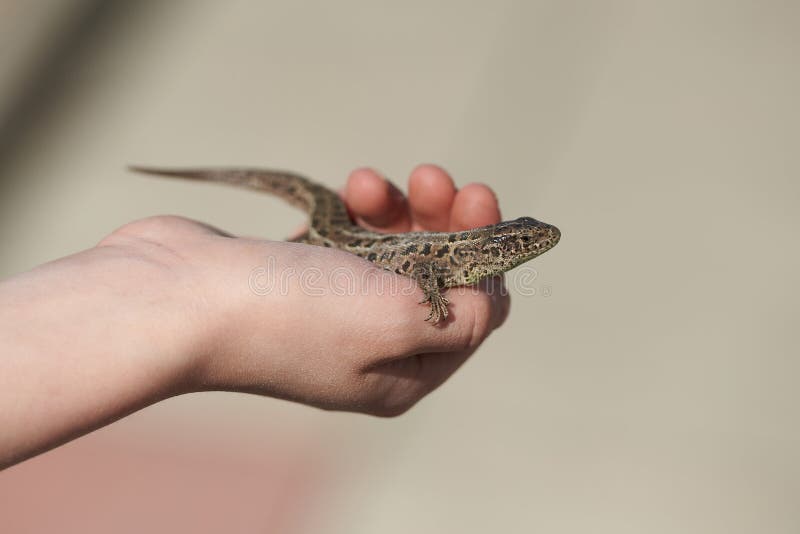 Child Holding a Lizard in His Hands Stock Image - Image of lizard ...
