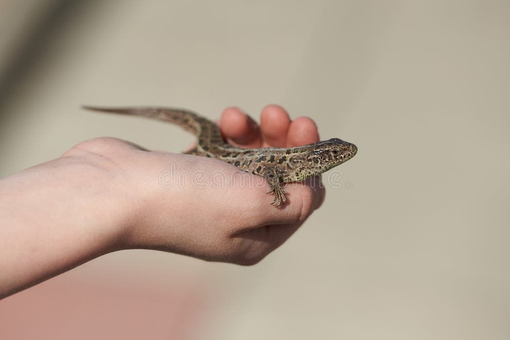 Child Holding a Lizard in His Hands Stock Image - Image of lizard ...
