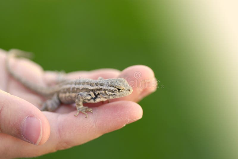 Boy holding lizard stock image. Image of nature, lizard - 5046971